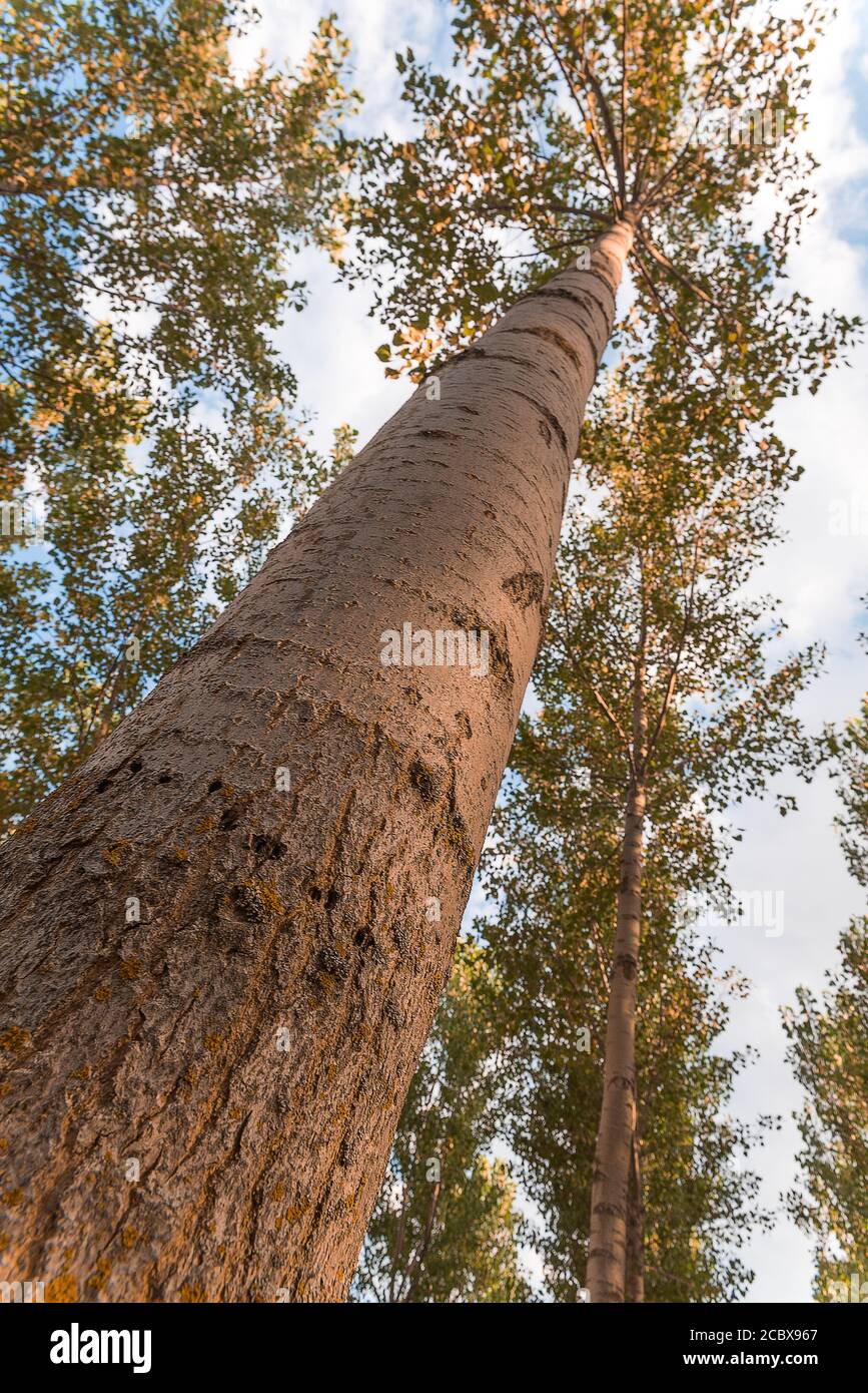 Worm eye view of tall tree hi-res stock photography and images - Alamy