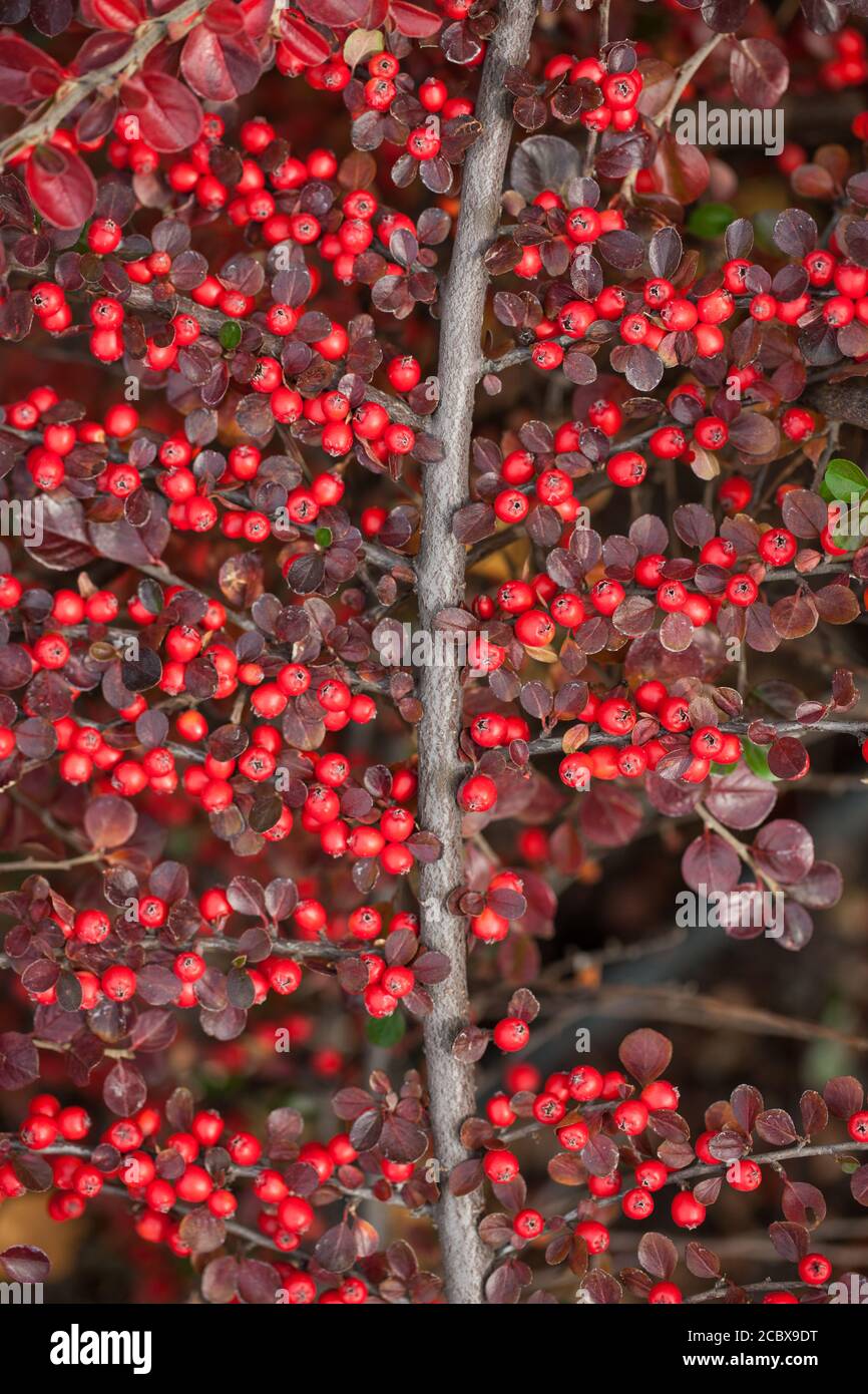 Bright red berries of bearberry cotoneaster in autumn forest Stock ...