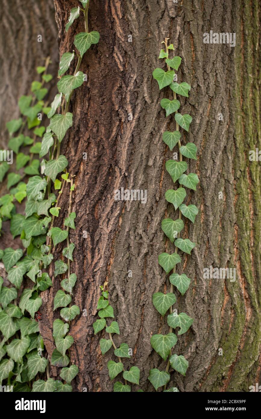 Weaving ivy on the bark of an old tree. natural texture, background ...