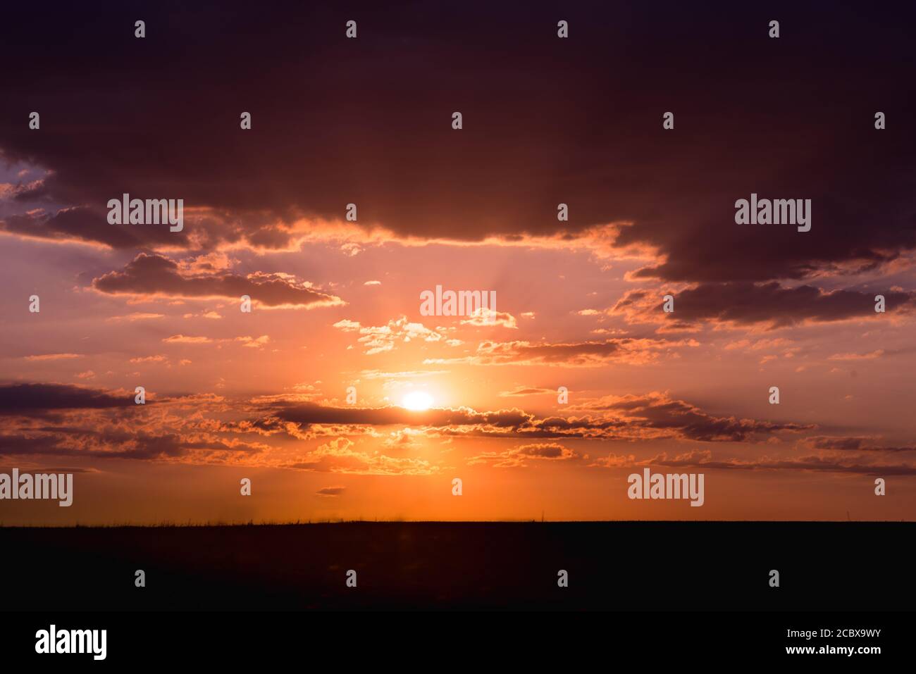 pine timber forest ground logs Stock Photo - Alamy