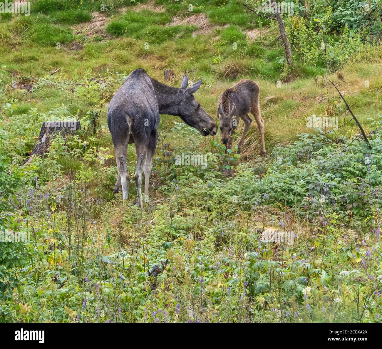 European elk or moose Alces alces cow encouraging her calf to browse on ...