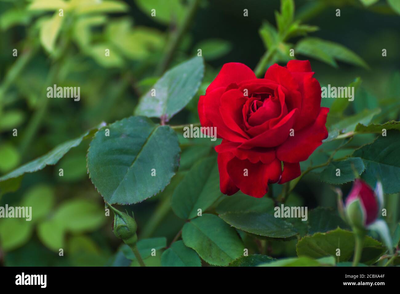 fresh red rose shot outdoors Stock Photo - Alamy