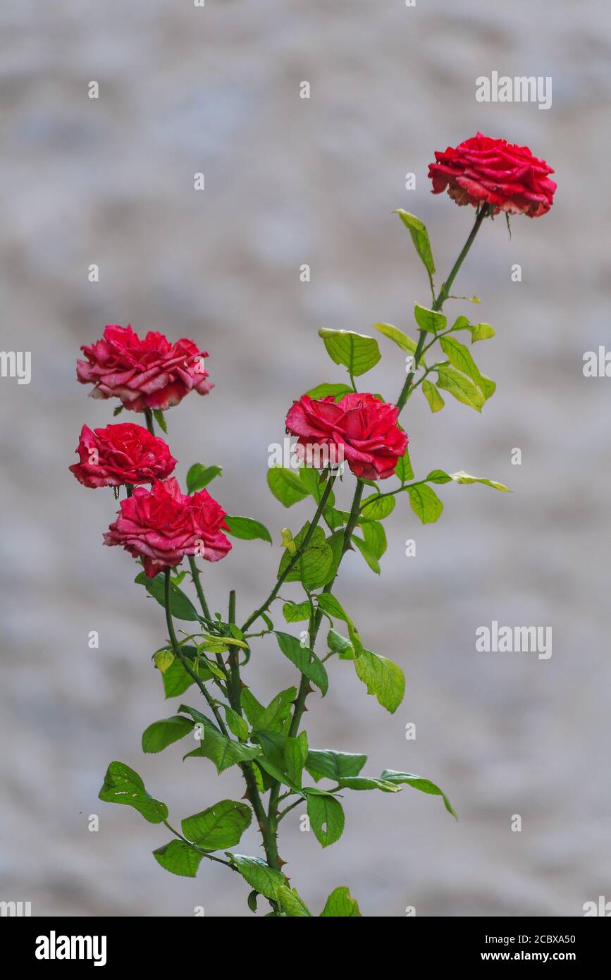 fresh red rose shot outdoors Stock Photo - Alamy