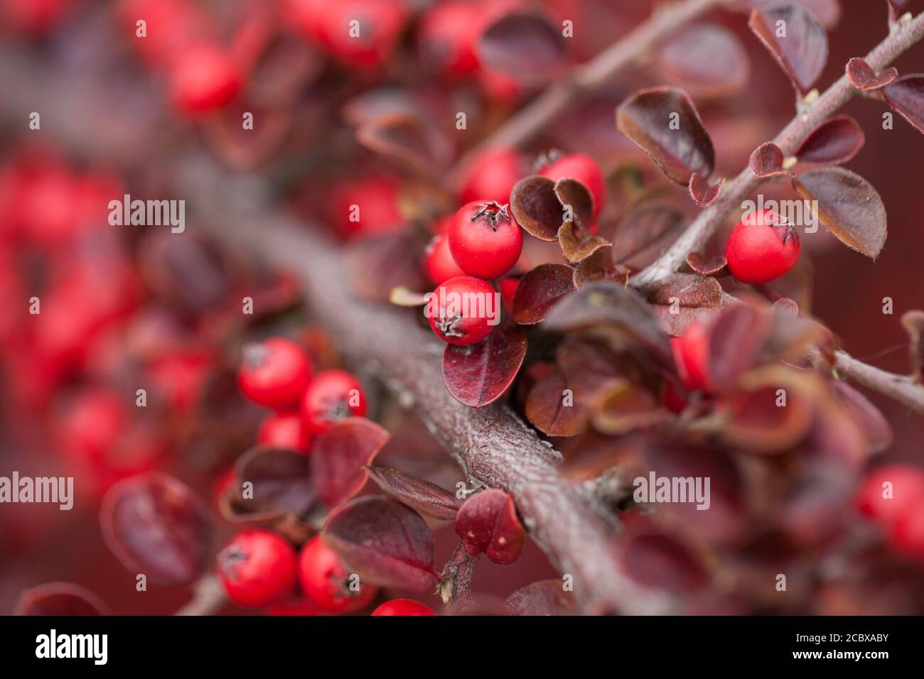 Bright red berries of bearberry cotoneaster in autumn forest Stock ...
