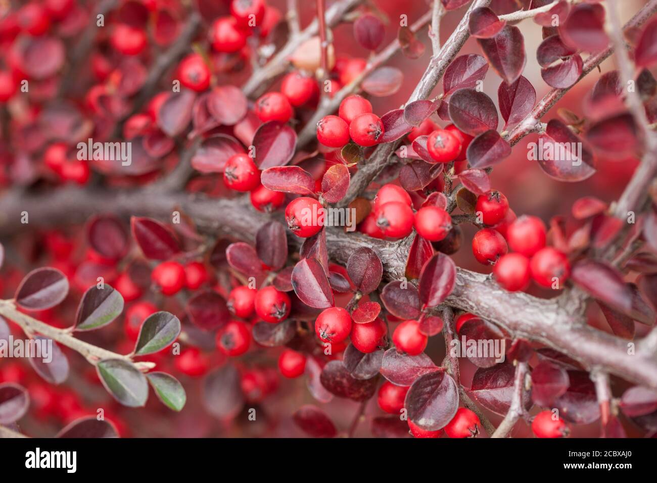 Bright red berries of bearberry cotoneaster in autumn forest Stock ...