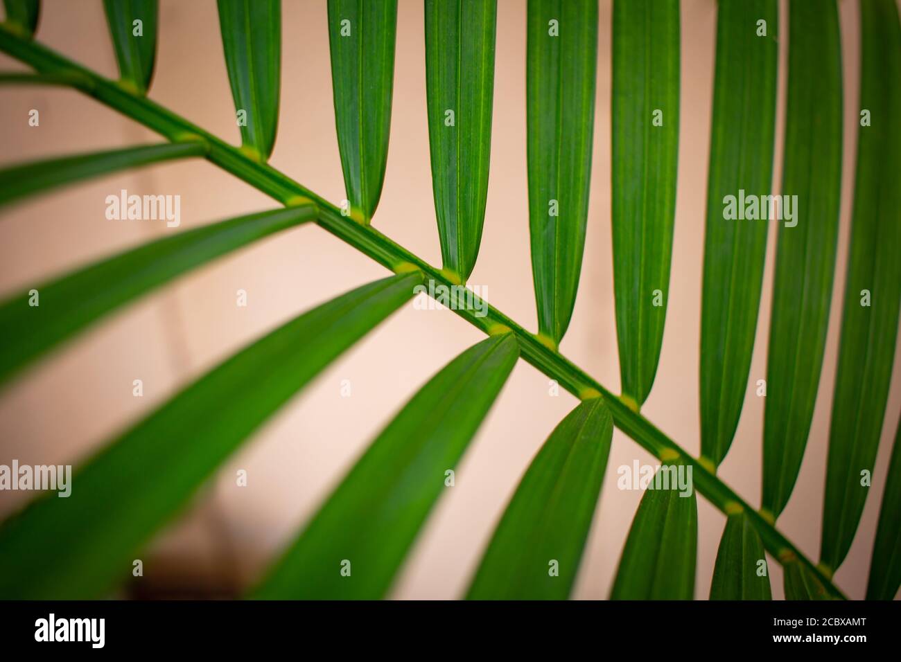 Areca palm hi-res stock photography and images - Alamy