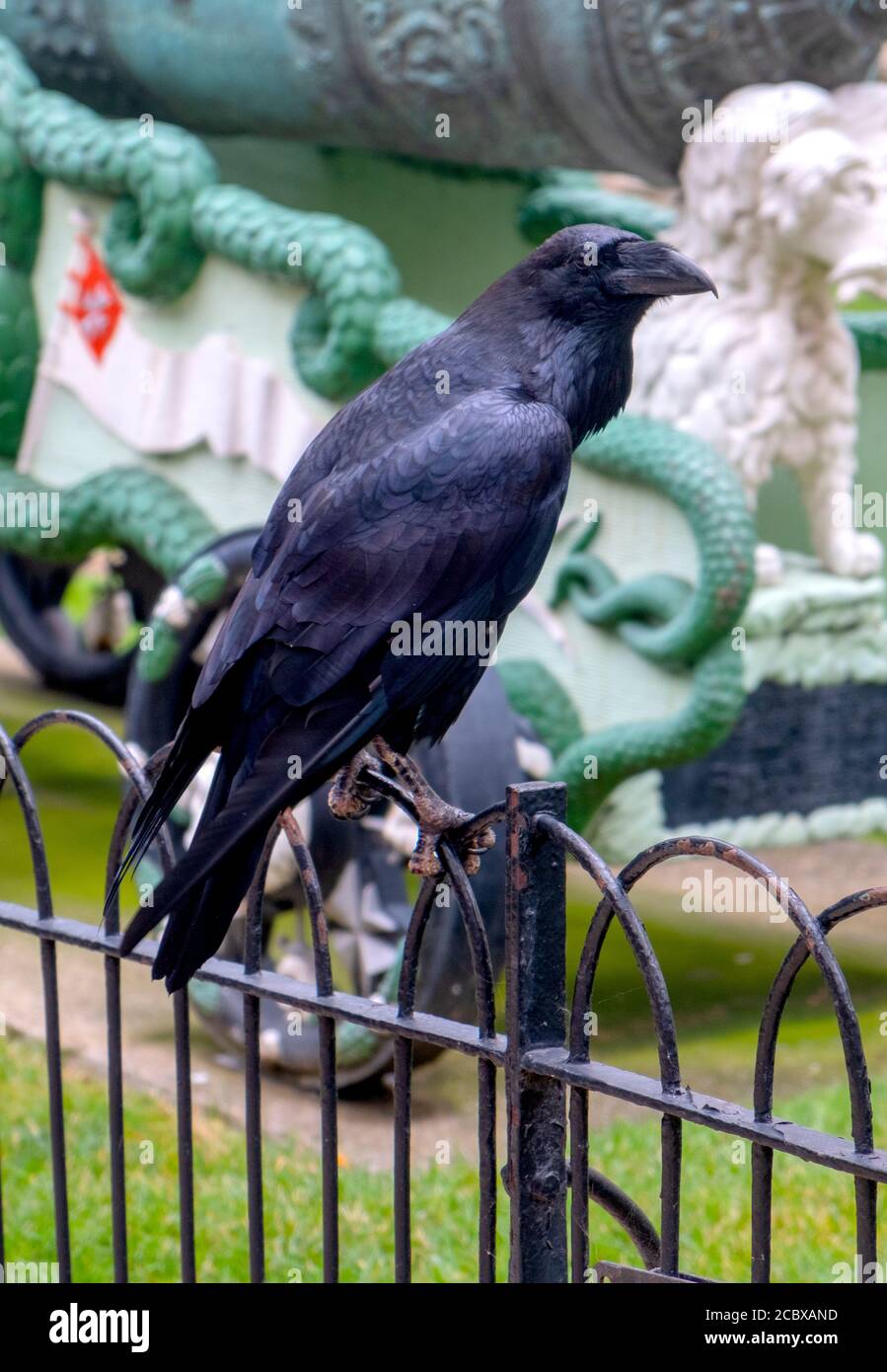 A raven at The Tower of London, British landmark and global tourist ...