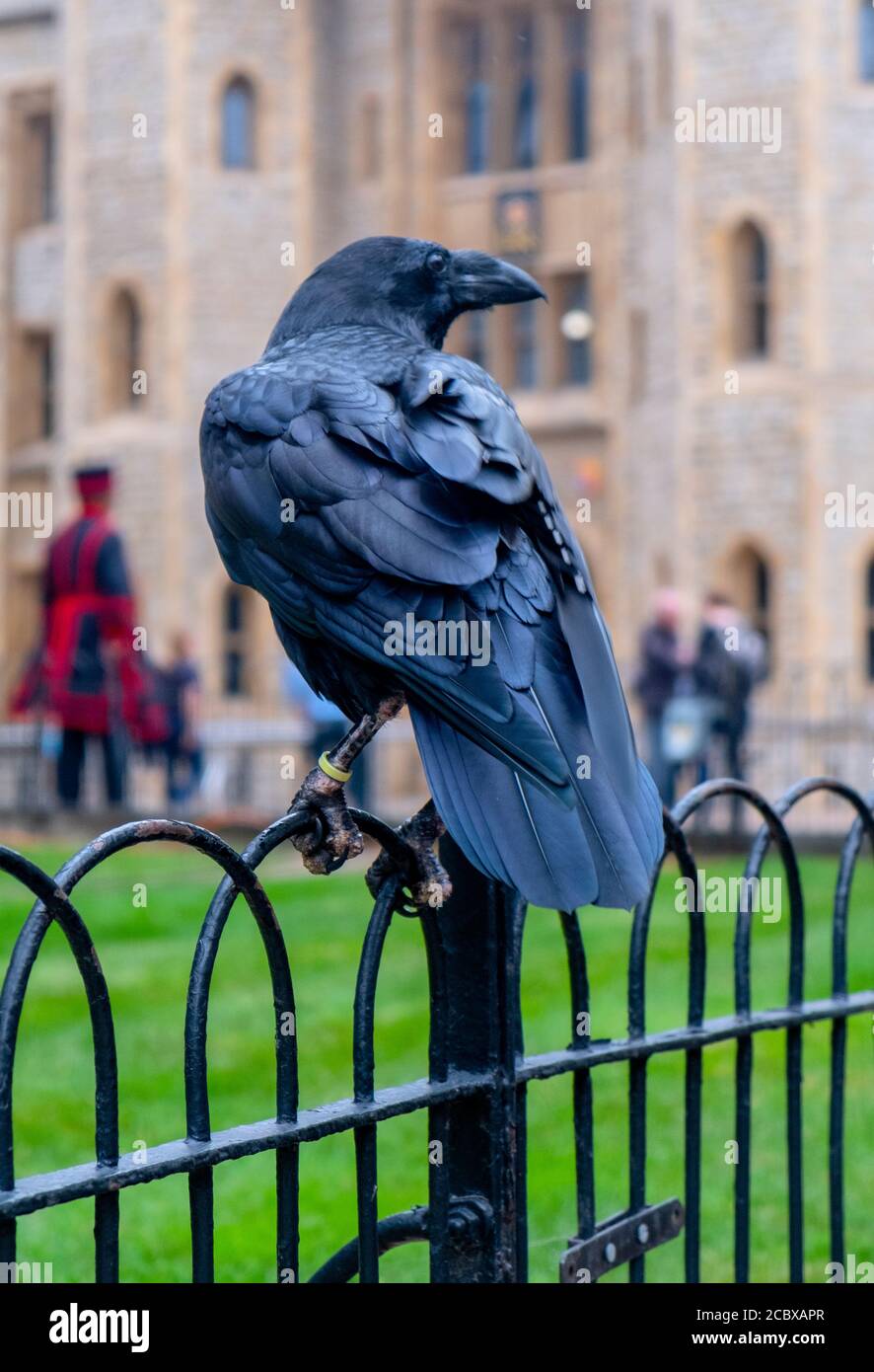 A raven at The Tower of London, British landmark and global tourist ...