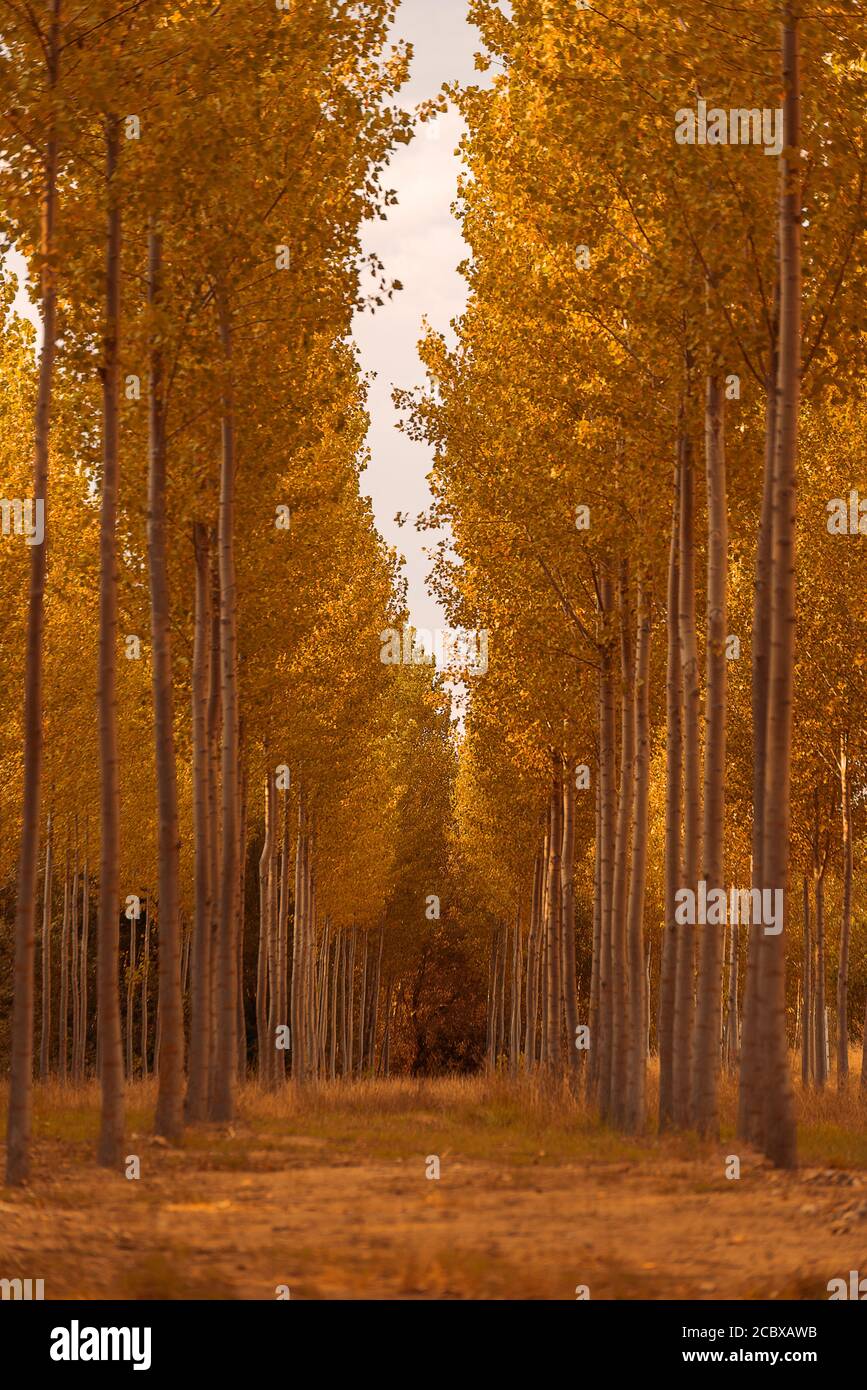 Production poplar hi-res stock photography and images - Alamy