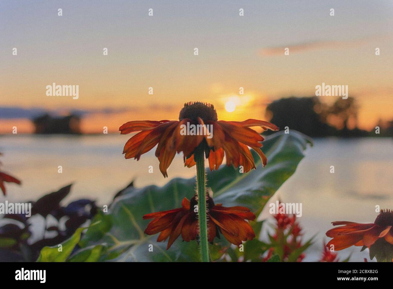 Nature landscape flower hi-res stock photography and images - Alamy