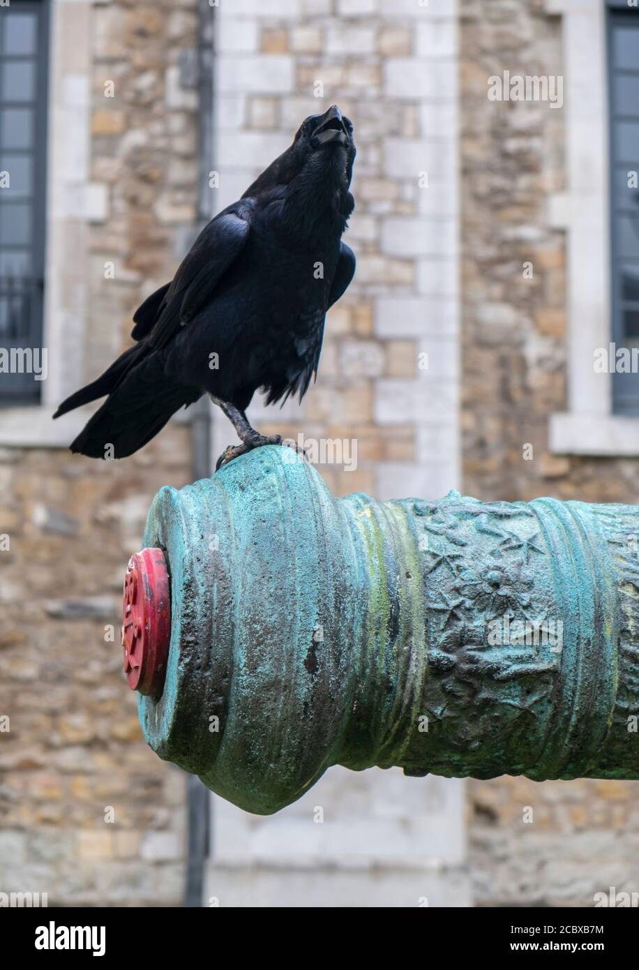 Raven tower of london hi-res stock photography and images - Alamy