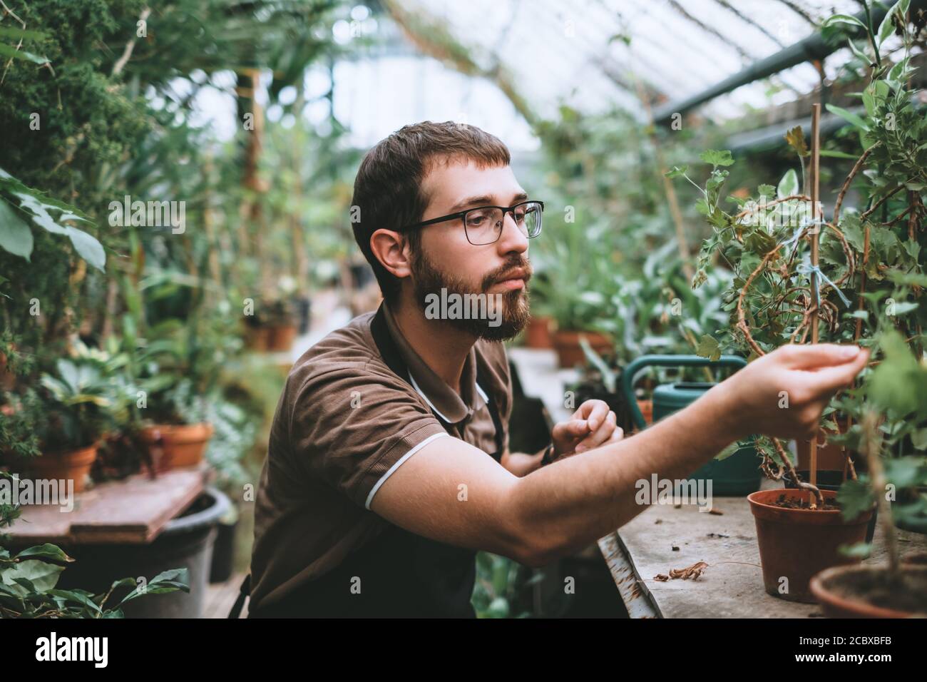Young man gardener environmentalist caring for plants in greenhouse ...