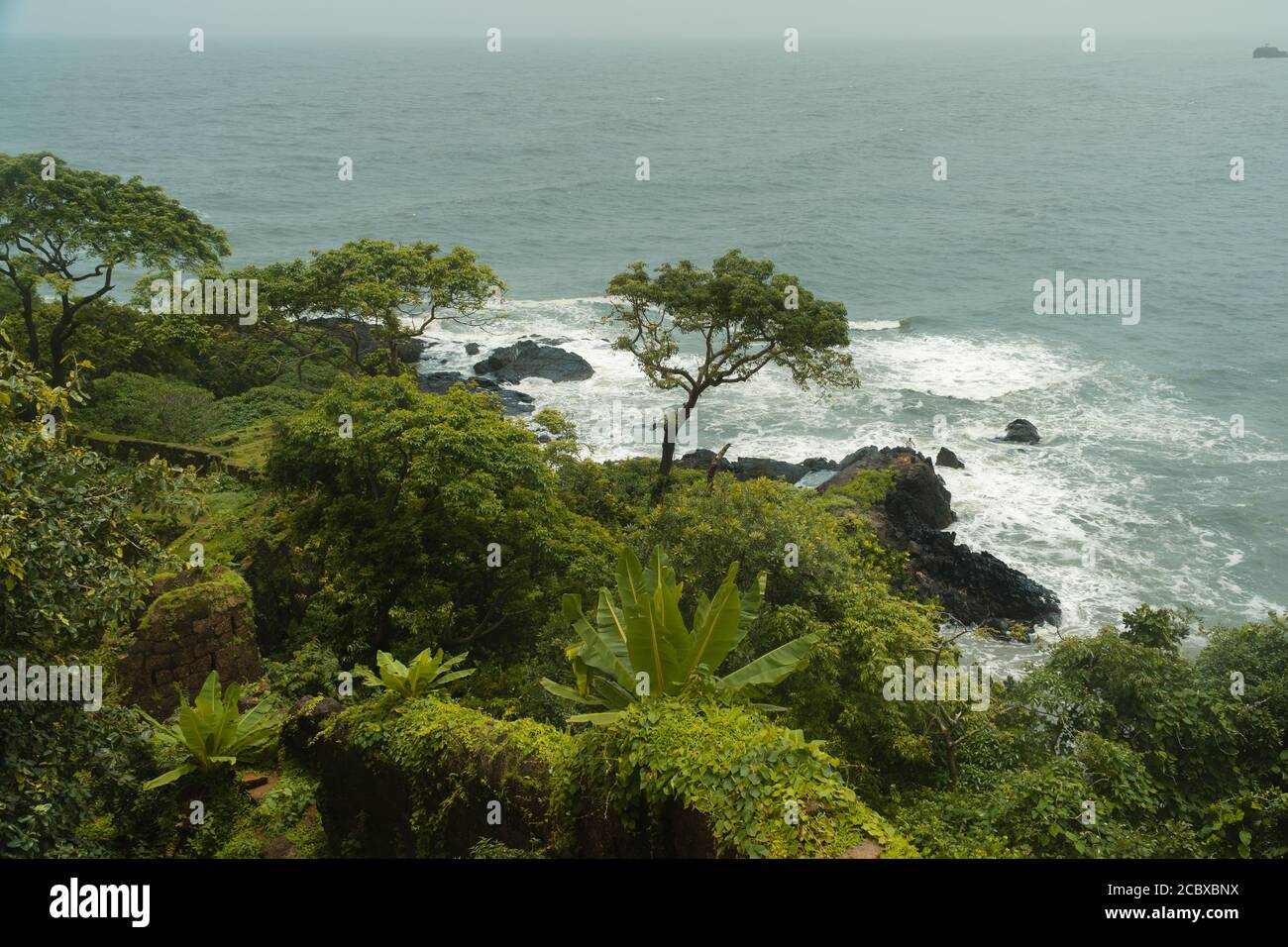 A close-up view of the lush green coastline of goa during the monsoons ...