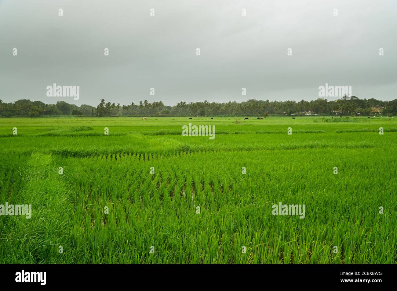 Monsoons in goa hi-res stock photography and images - Alamy