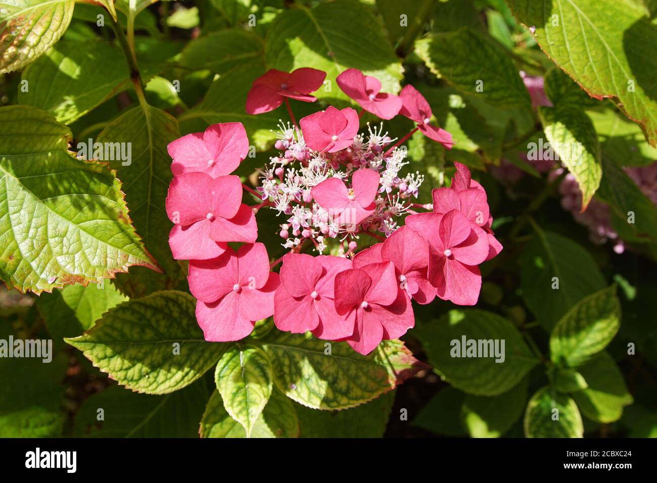 Hortensia (Hydrangea macrophylla 'Rotkehlchen'), Family Hydrangeaceae ...