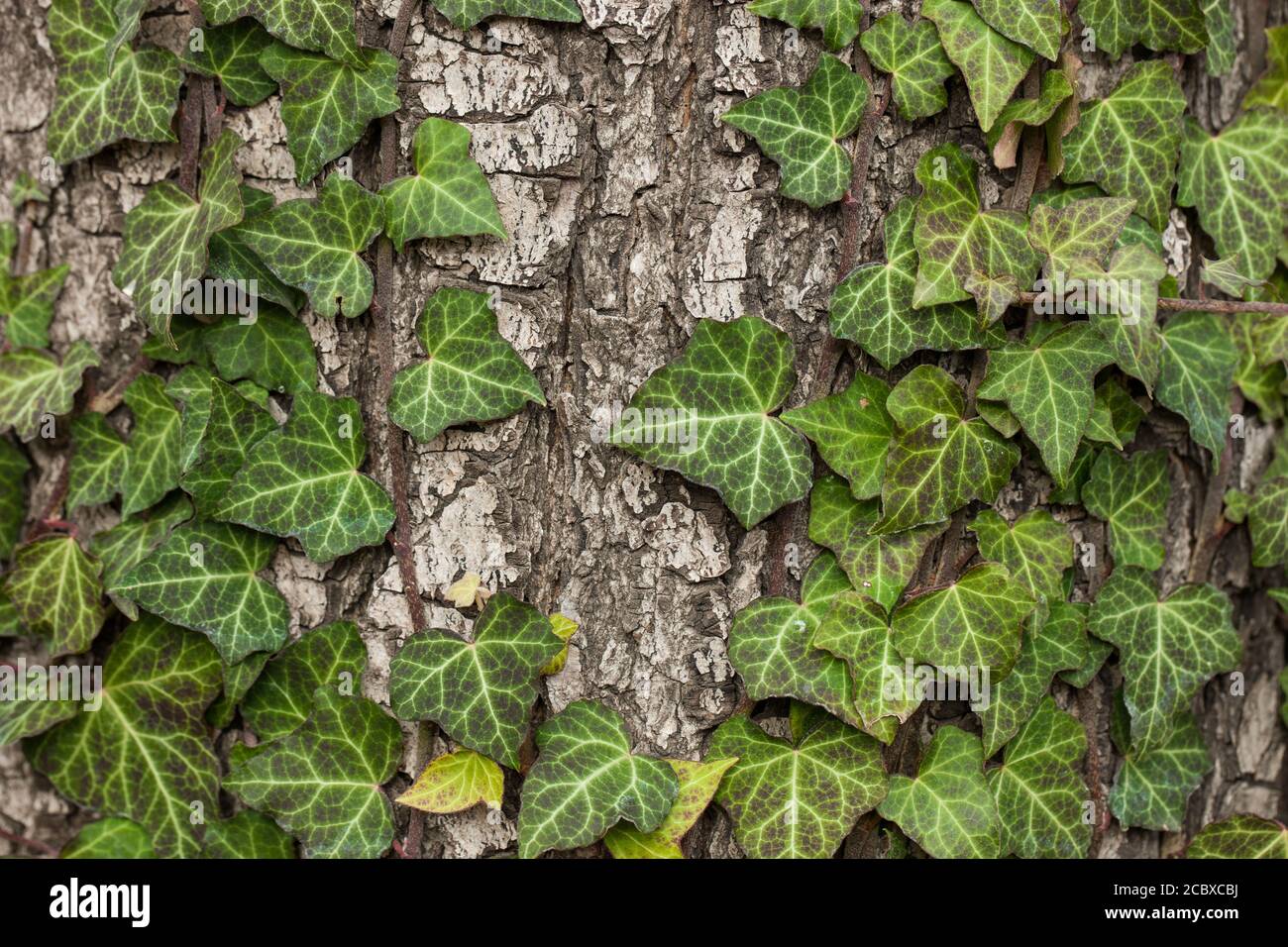 Ivy on the bark hi-res stock photography and images - Alamy