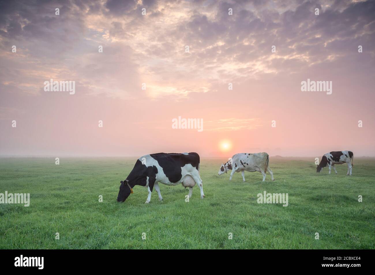 few cows grazing on summer pasture at sunrise, Holland Stock Photo - Alamy
