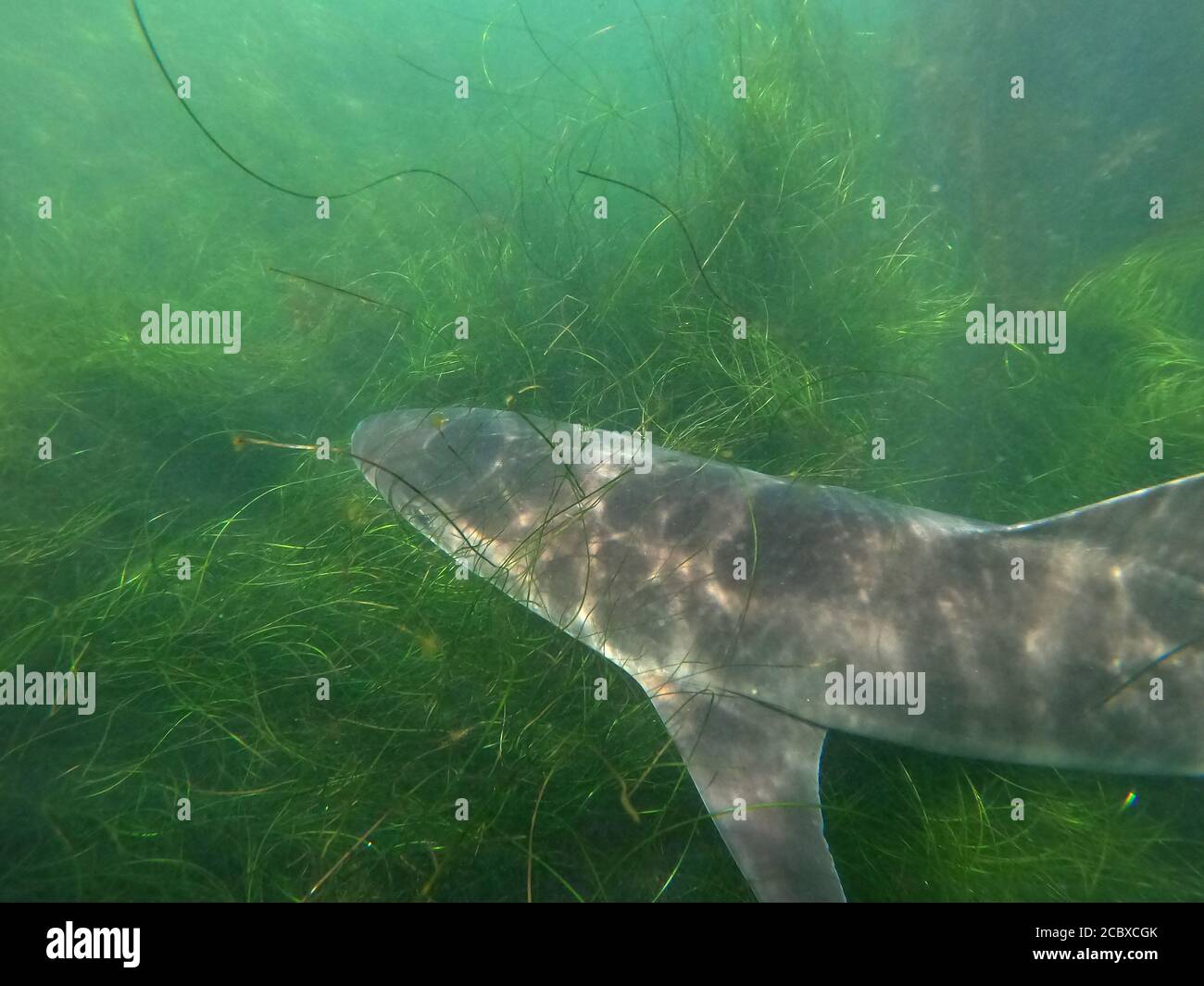 Tope sharks hi-res stock photography and images - Alamy