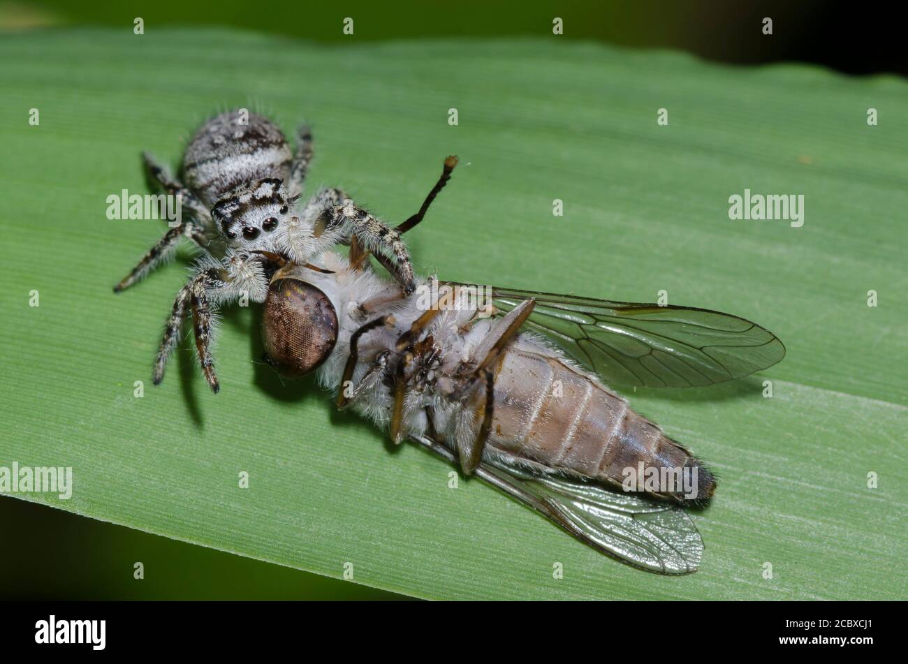Jumping Spider, Phidippus mystaceus, female feeding on captured horse ...