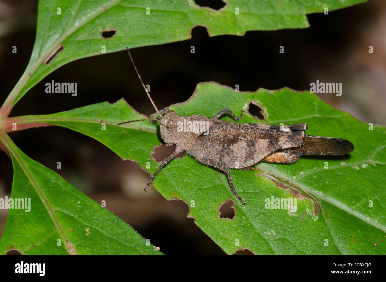 Spharagemon hi-res stock photography and images - Alamy