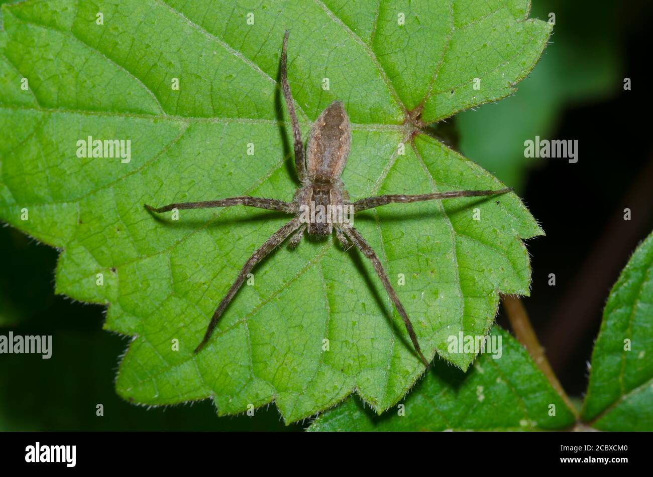 Nursery Web Spider, Pisaurina mira, with missing legs Stock Photo - Alamy
