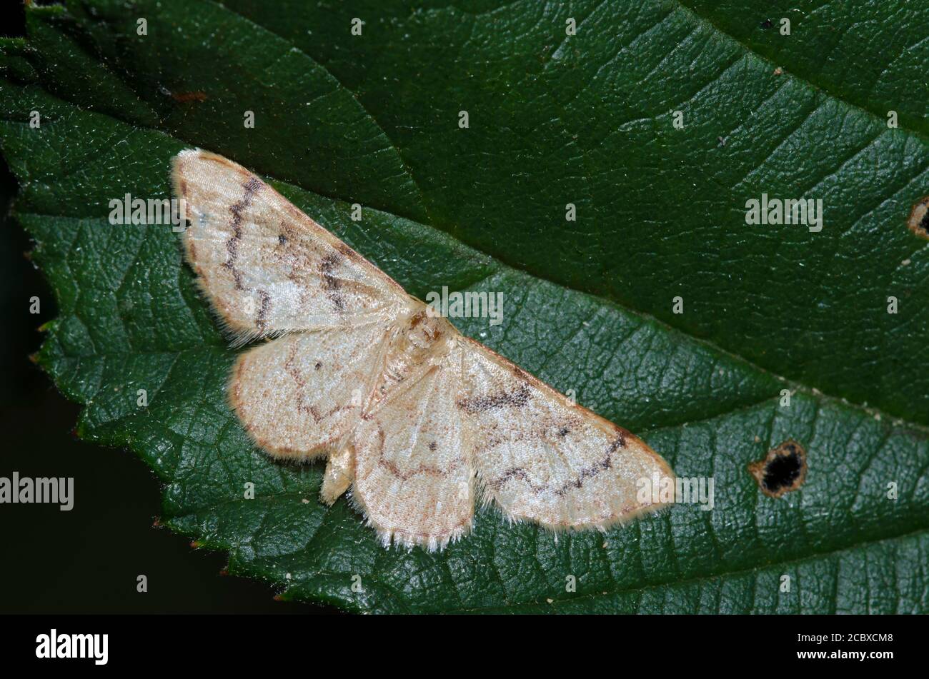 Us red wave hi-res stock photography and images - Alamy