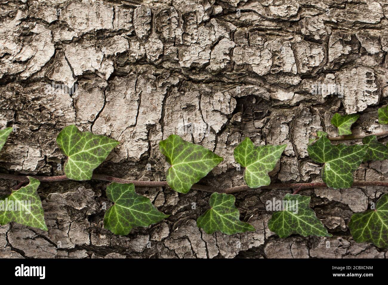 Weaving ivy on the bark of an old tree. natural texture, background ...