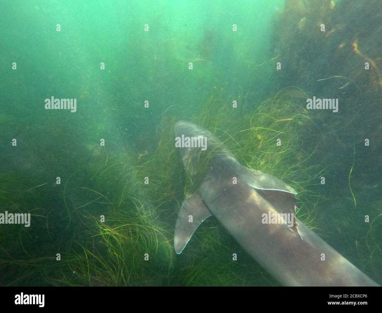 Tope sharks hi-res stock photography and images - Alamy