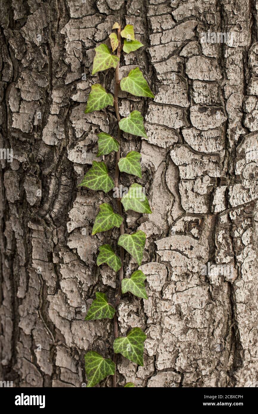 Weaving ivy on the bark of an old tree. natural texture, background ...