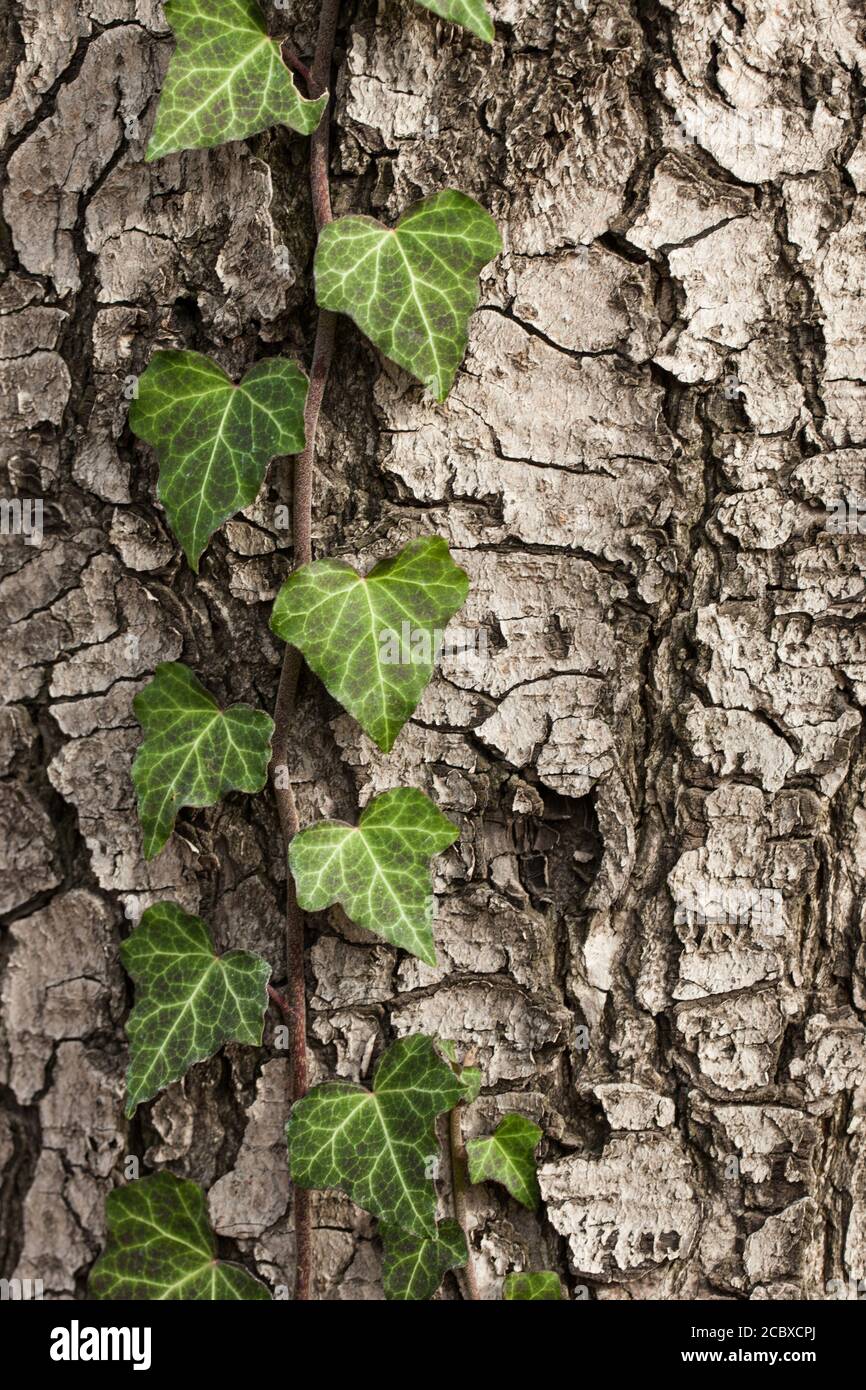 Ivy on the bark hi-res stock photography and images - Alamy