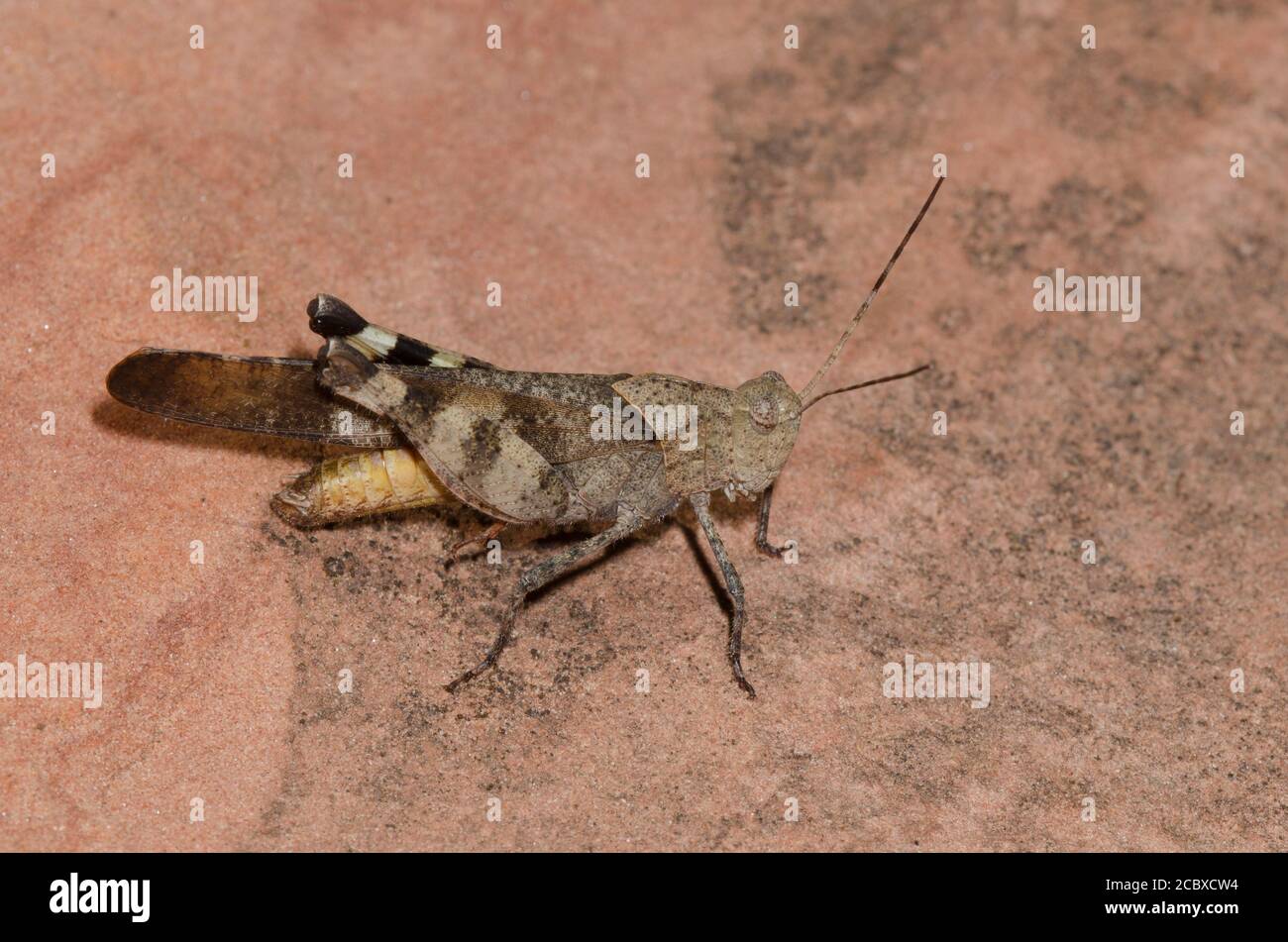 Spharagemon hi-res stock photography and images - Alamy