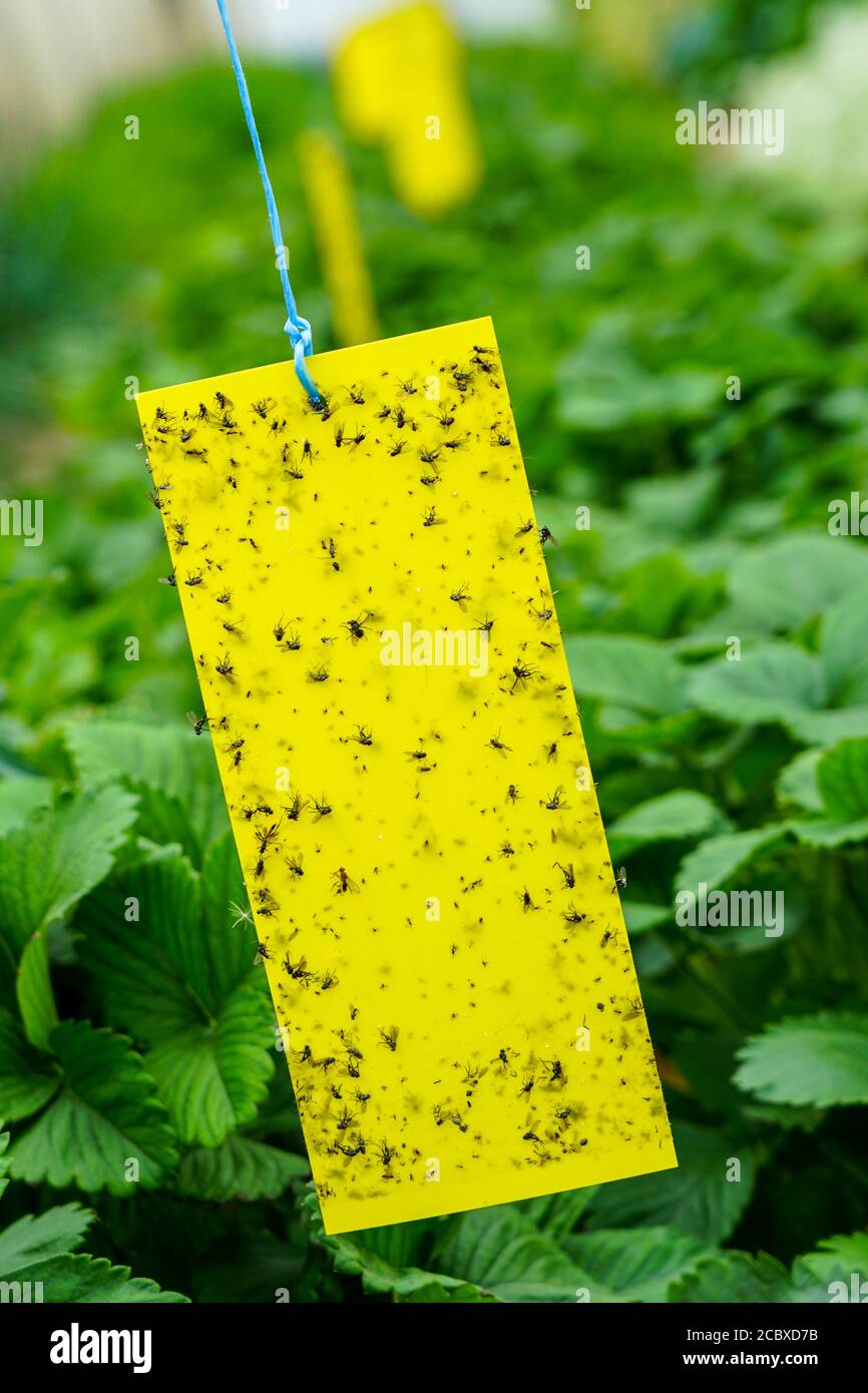 sticky plate for catching harmful insects in the greenhouse Stock Photo ...