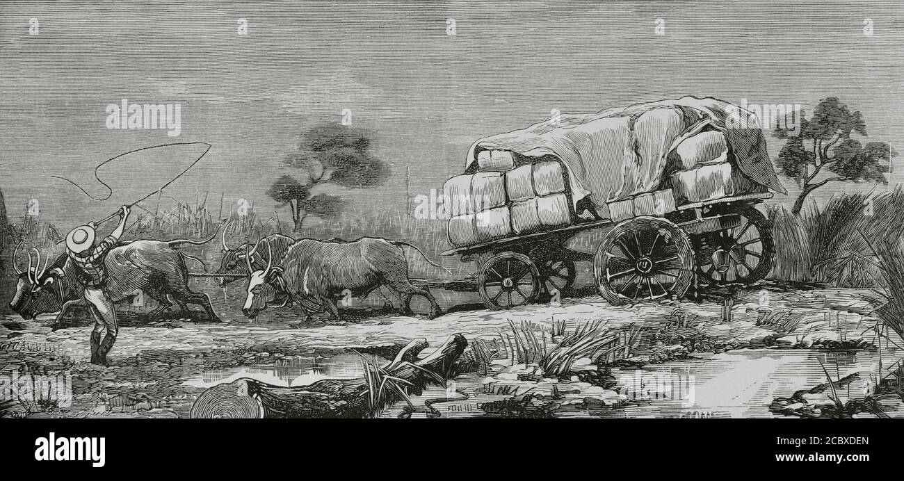 South Africa. First Boer War or Transvaal War (1880-1881). Conflict ...