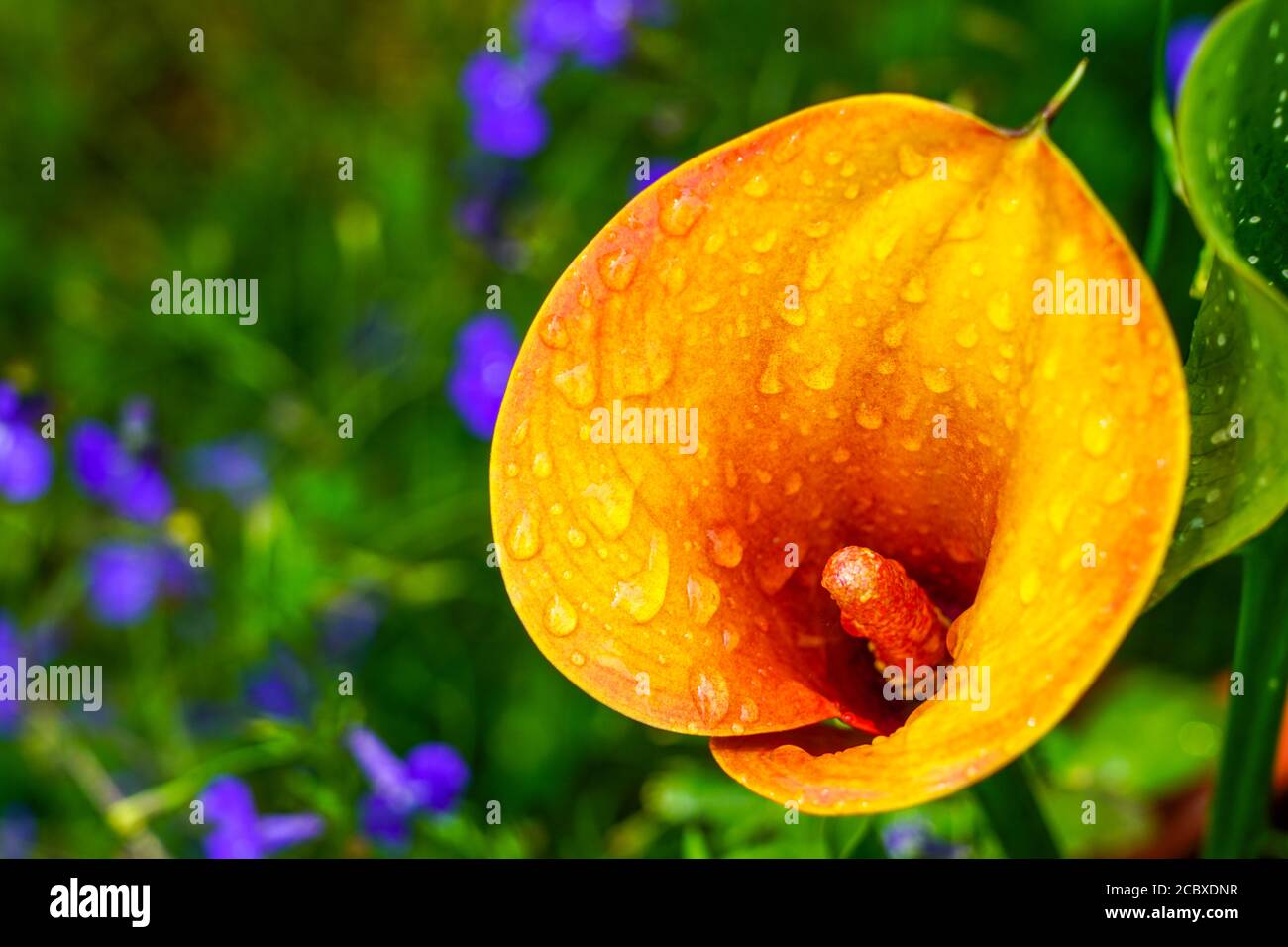 orange calla lily zantedeschia flower with rain drops Stock Photo - Alamy