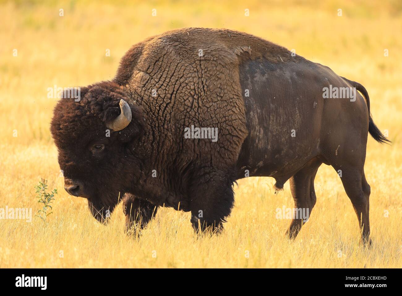 American Bison walking on the Great Plains side profile Stock Photo - Alamy