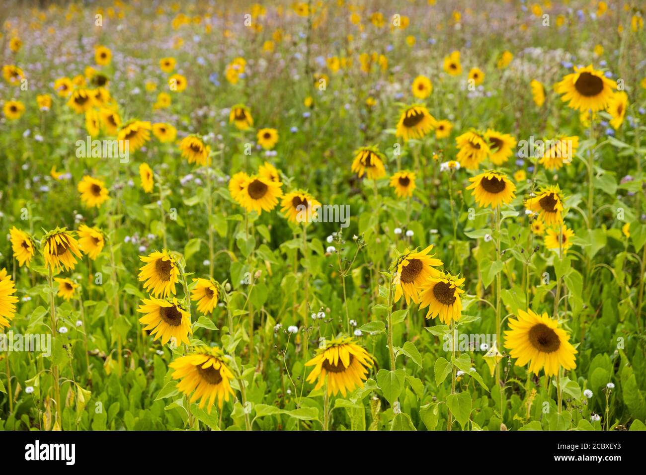 Helianthus kingdom hi-res stock photography and images - Alamy