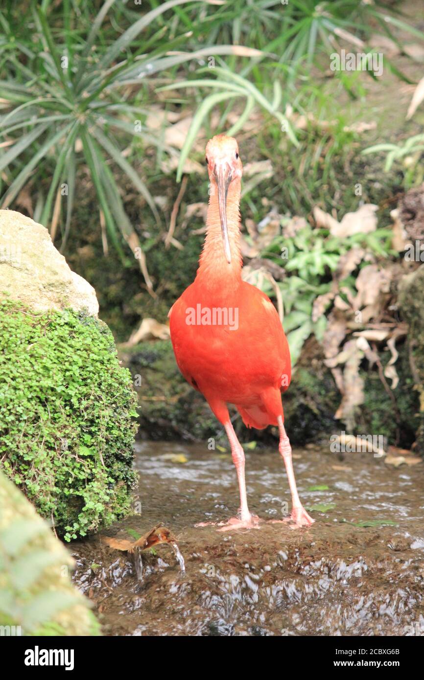 Roost in leaf canopies hi-res stock photography and images - Alamy