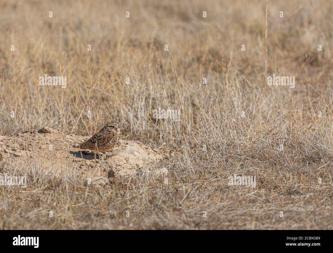 Cute Burrowing Owl at Den Stock Photo - Alamy