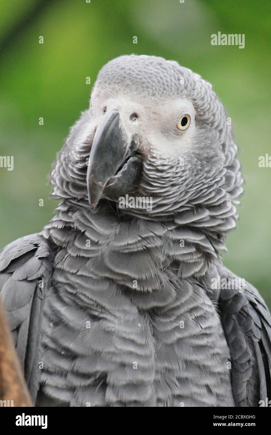 Different species of parrots hi-res stock photography and images - Alamy