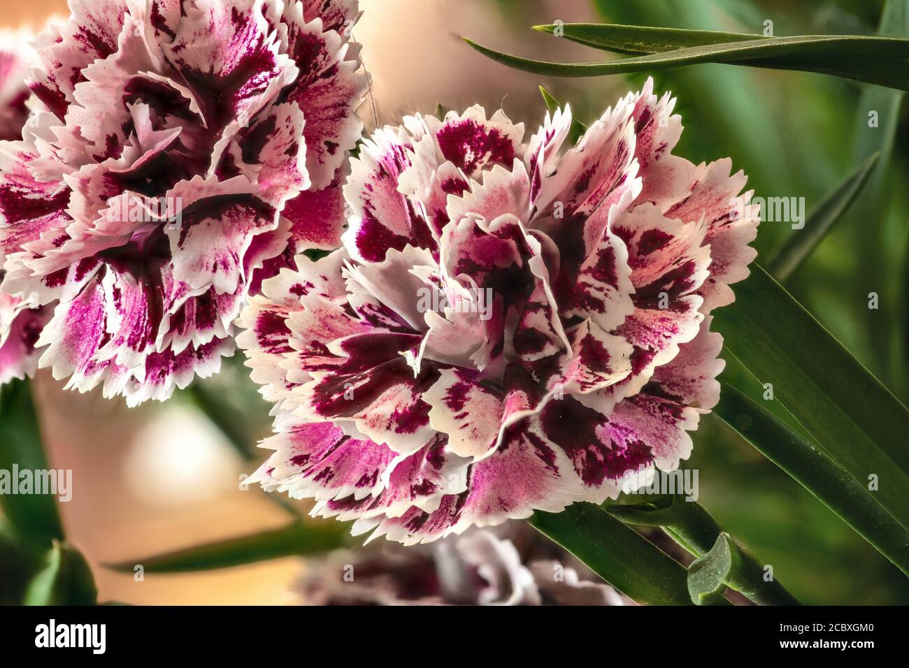 White + Velvet Carnation Flower (Dianthus caryophyllus Stock Photo - Alamy