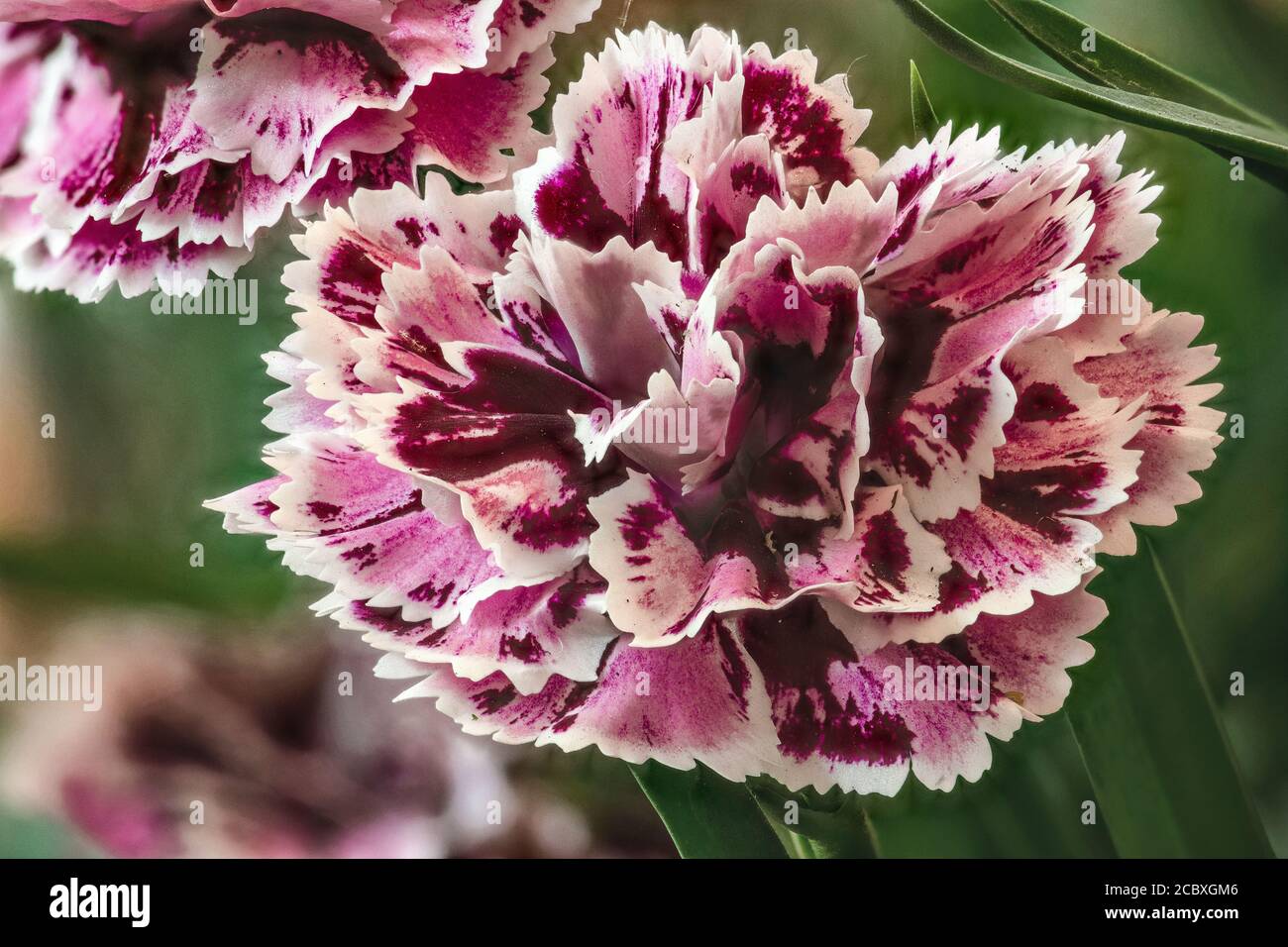 White + Velvet Carnation Flower (Dianthus caryophyllus Stock Photo - Alamy