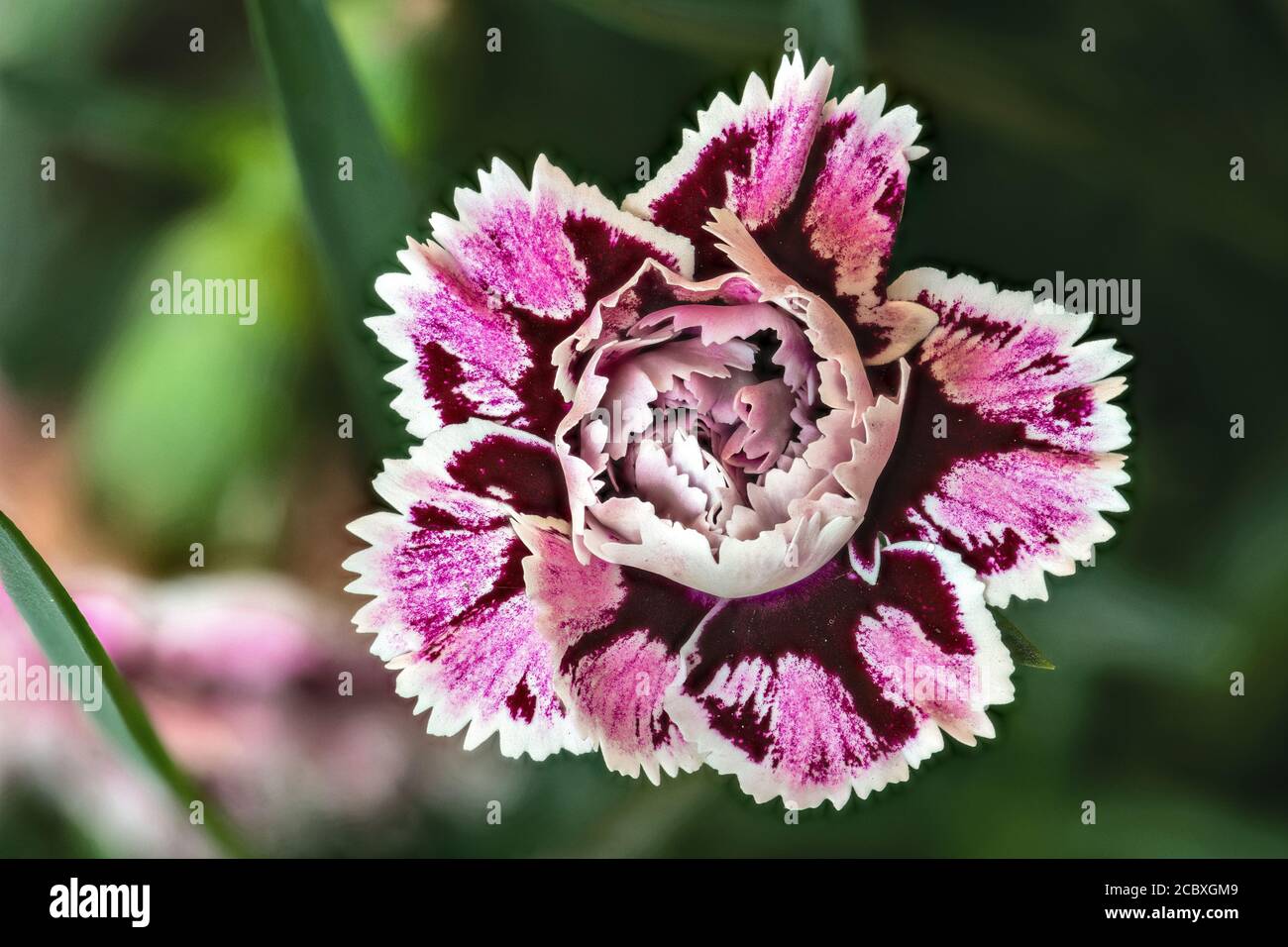 White + Velvet Carnation Flower (Dianthus caryophyllus Stock Photo - Alamy