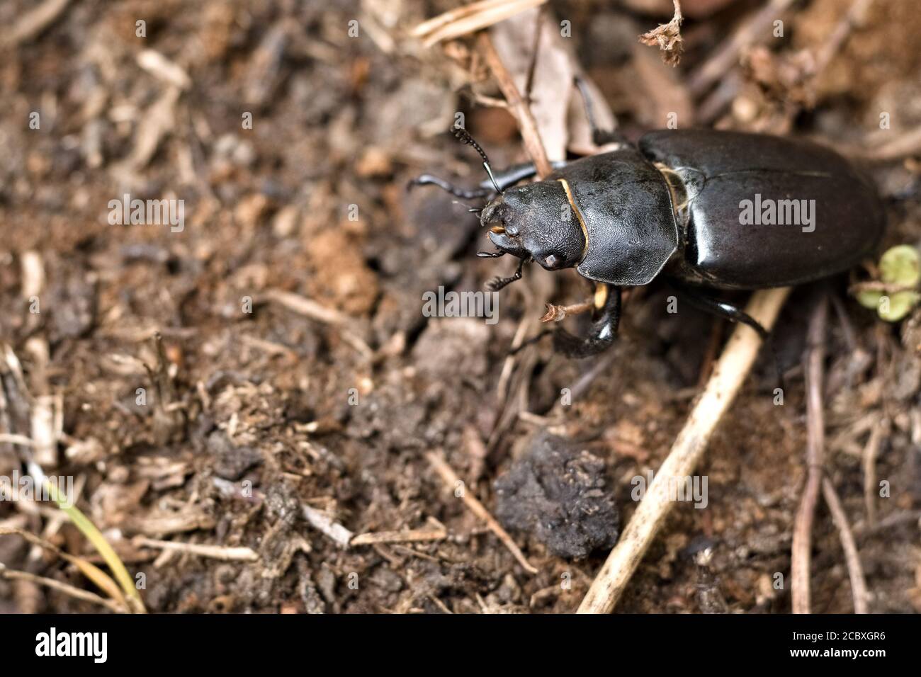Large female stag beetle (Lucanus cervus) roaming the dry soil of a ...