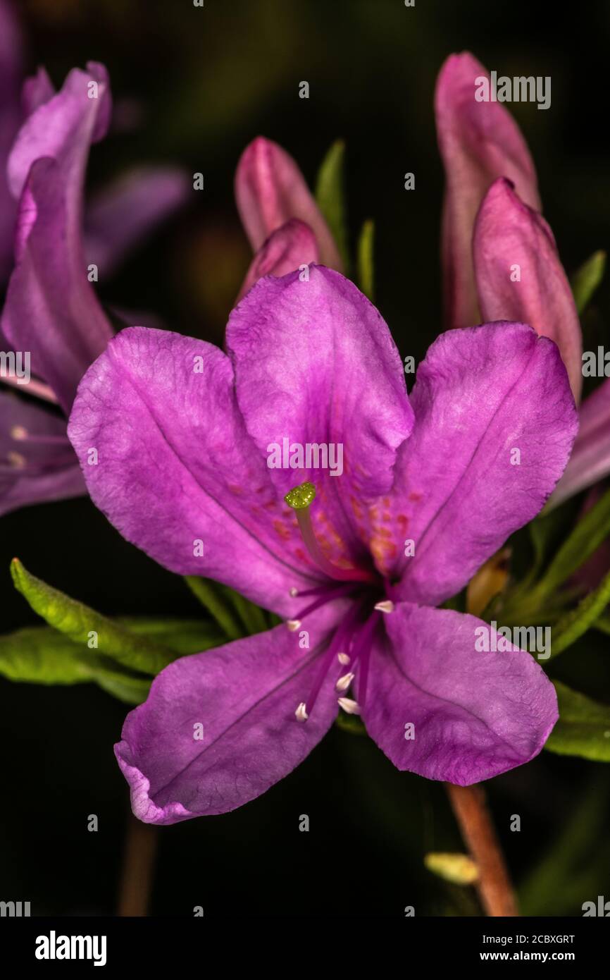 Purple azalea hi-res stock photography and images - Alamy