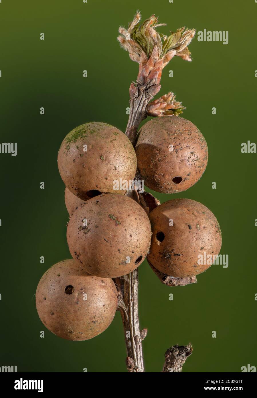 Andricus quercusgemmae hi-res stock photography and images - Alamy