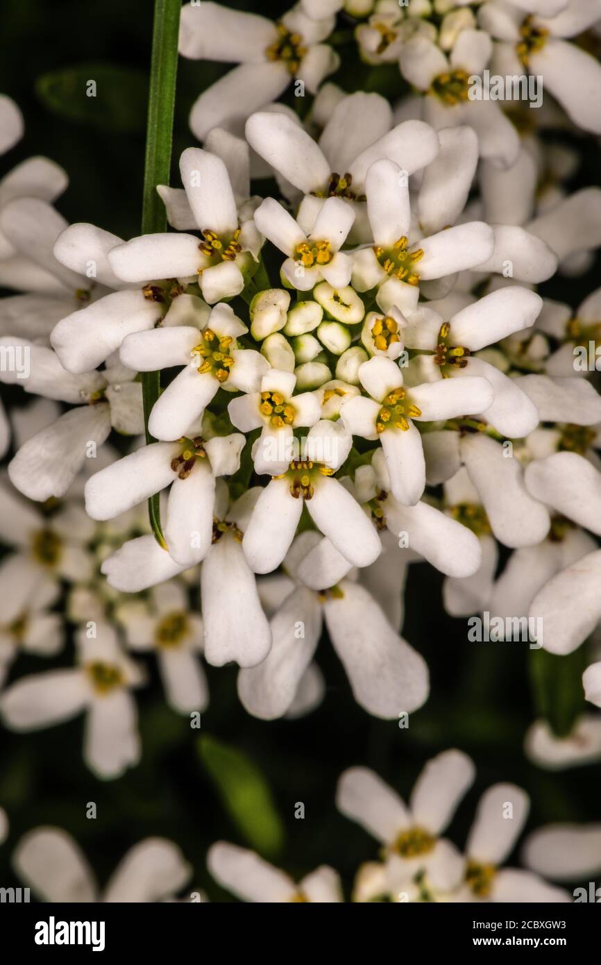 Flowers of Evergreen Candytuft (Iberis sempervirens Stock Photo - Alamy