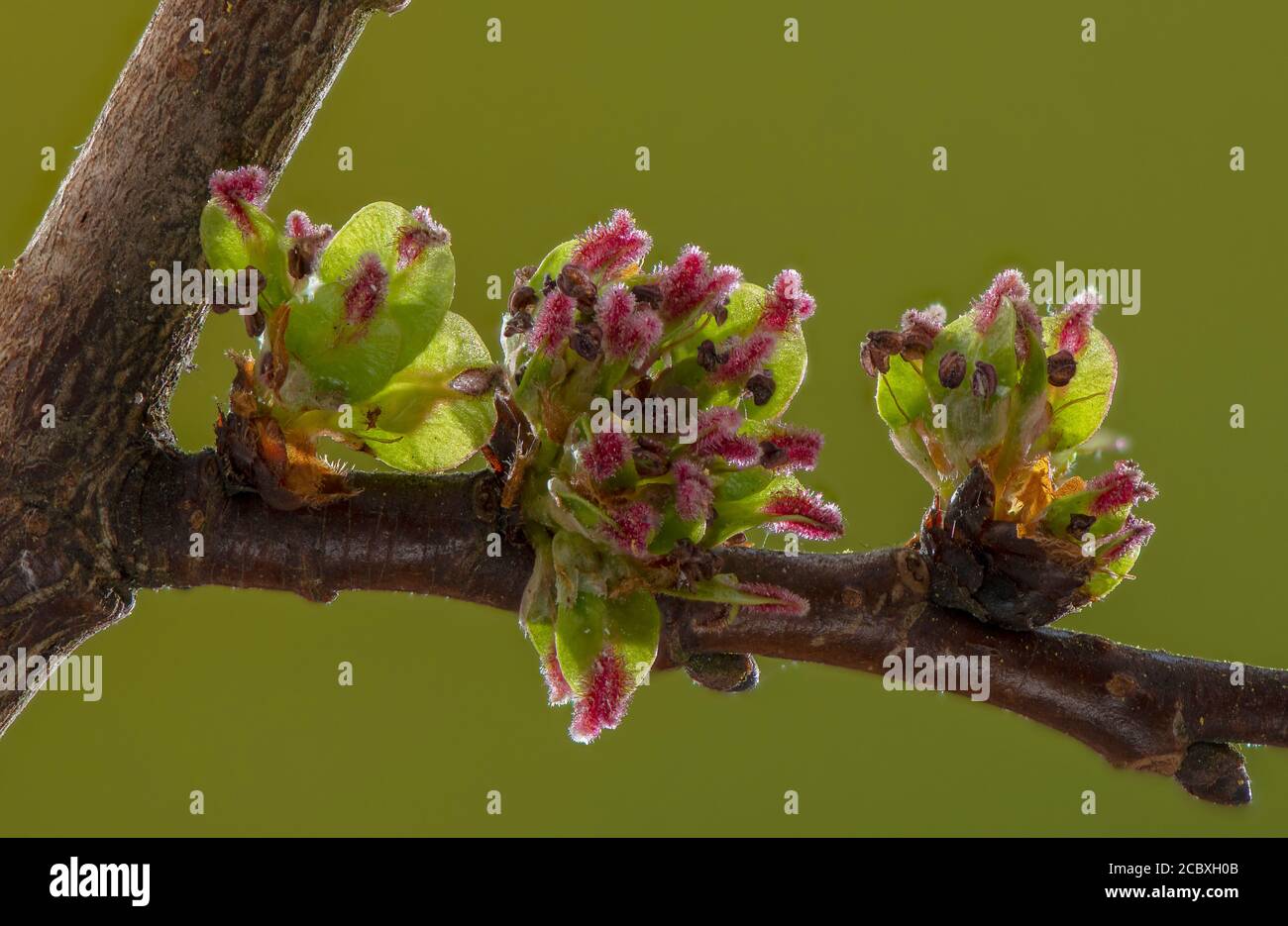 English elm tree hi-res stock photography and images - Alamy
