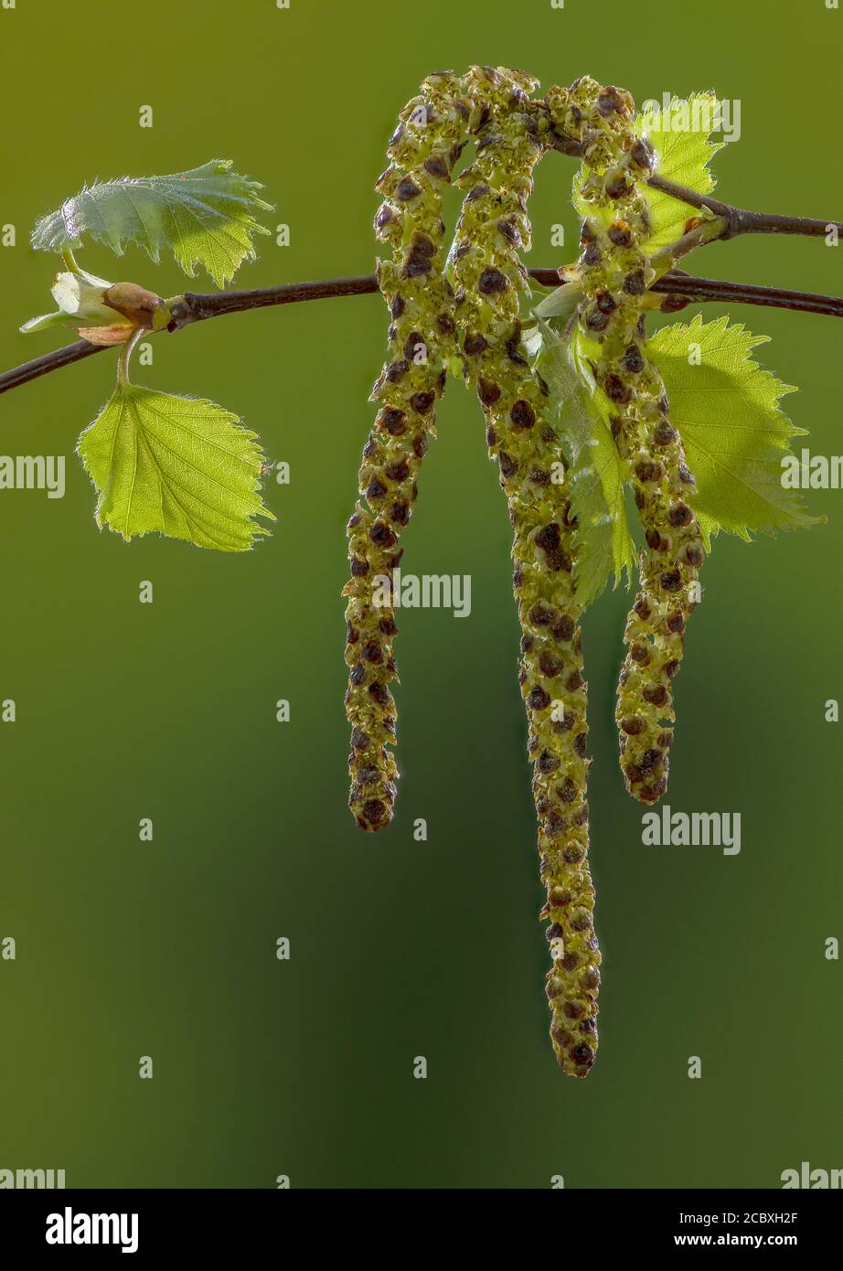 Male catkins of Silver birch, Betula pendula, with developing leaves ...