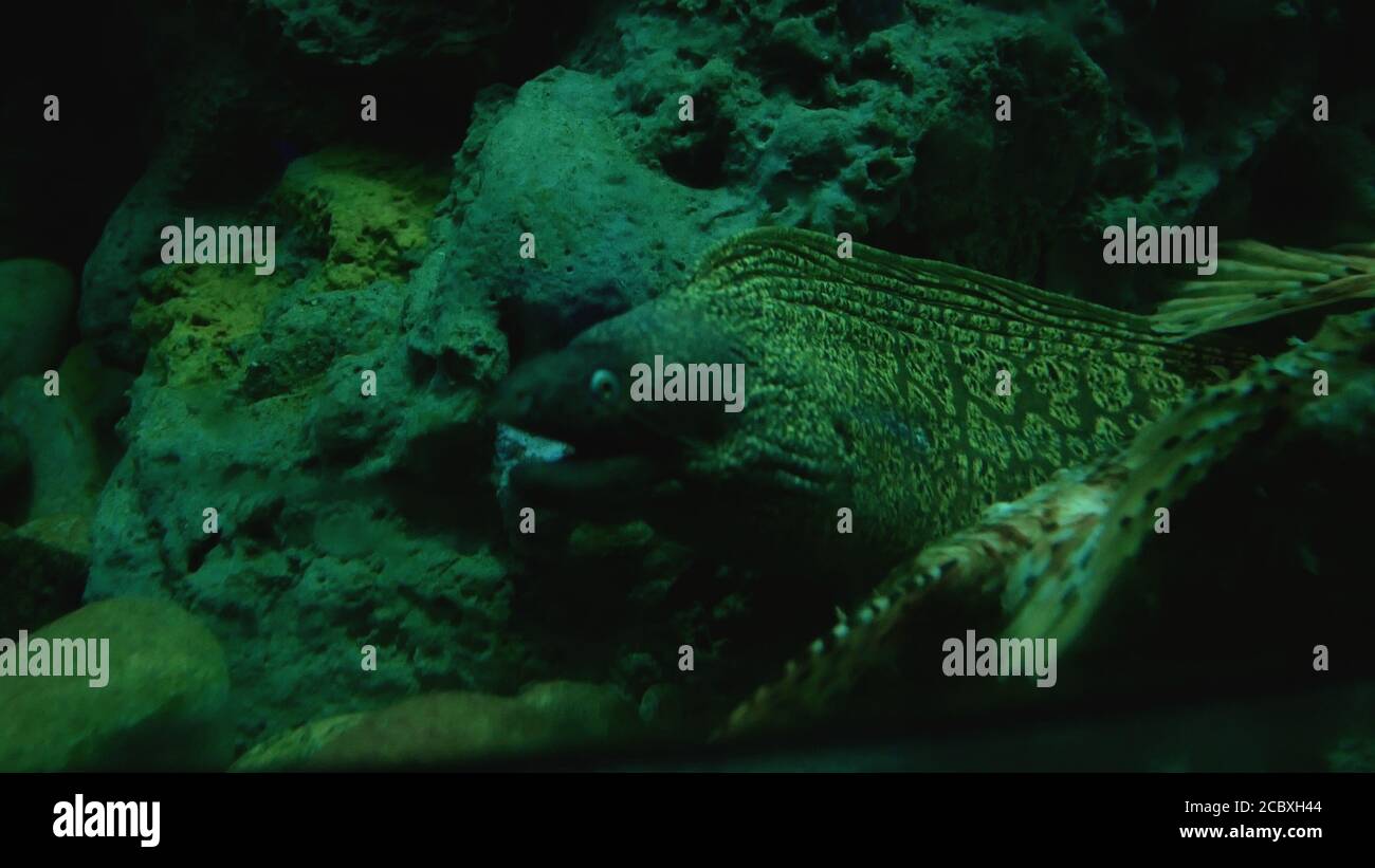 moray eel, breathe into a rock wall Stock Photo - Alamy