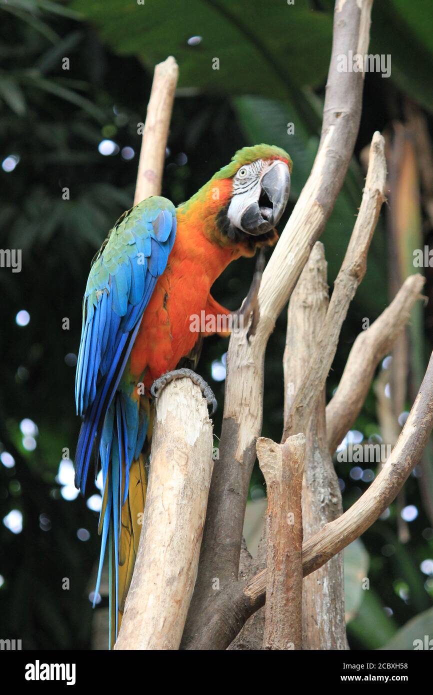 Loud macaw hi-res stock photography and images - Alamy